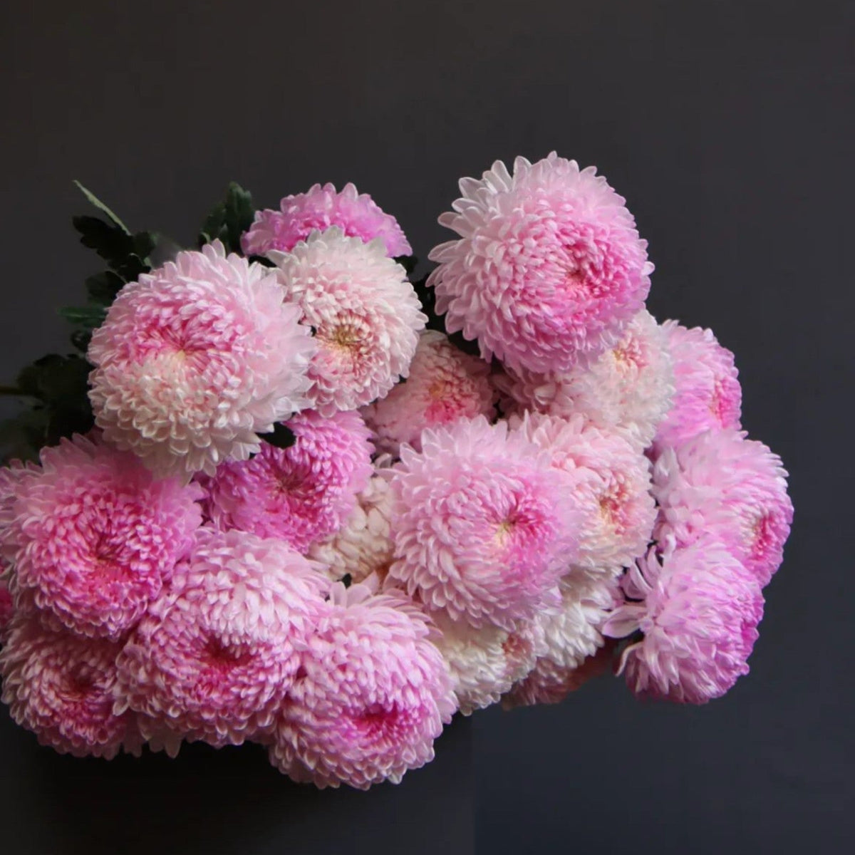 Chrysanthemum Disbud Wrap – Ivy&TwigFlorist